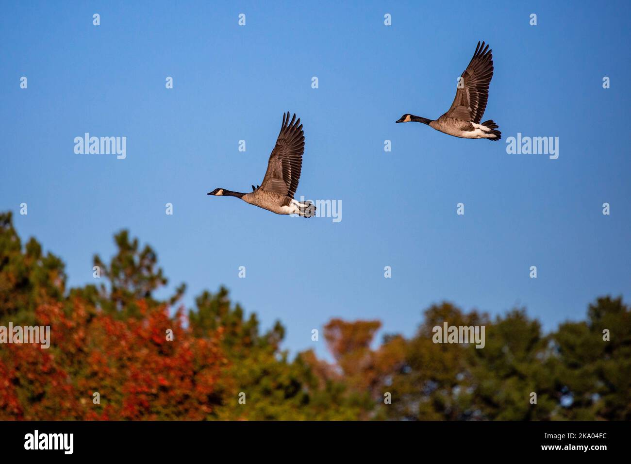 Flying geese hunt hi-res stock photography and images - Alamy