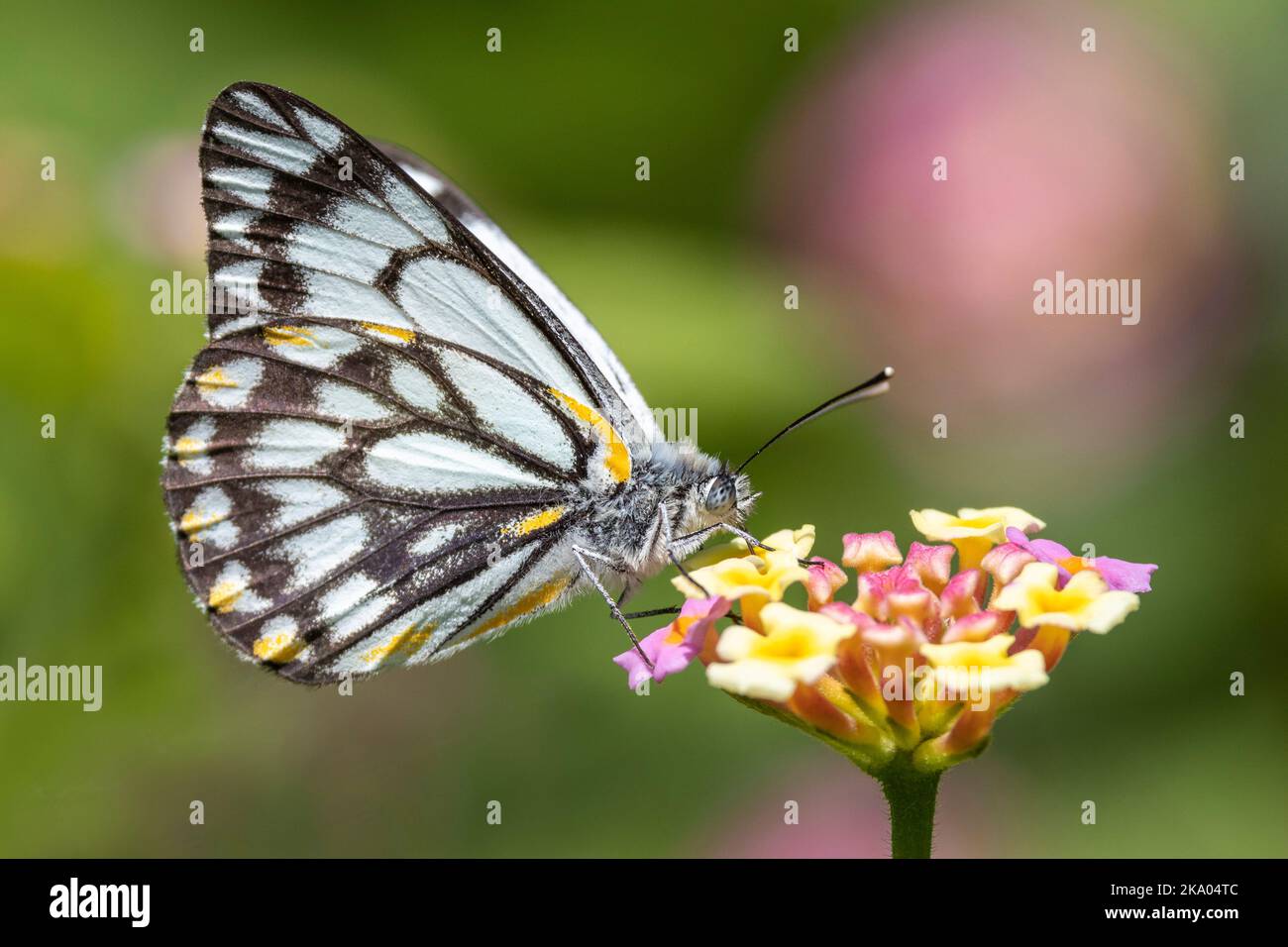 Caper white butterfly hi-res stock photography and images - Alamy