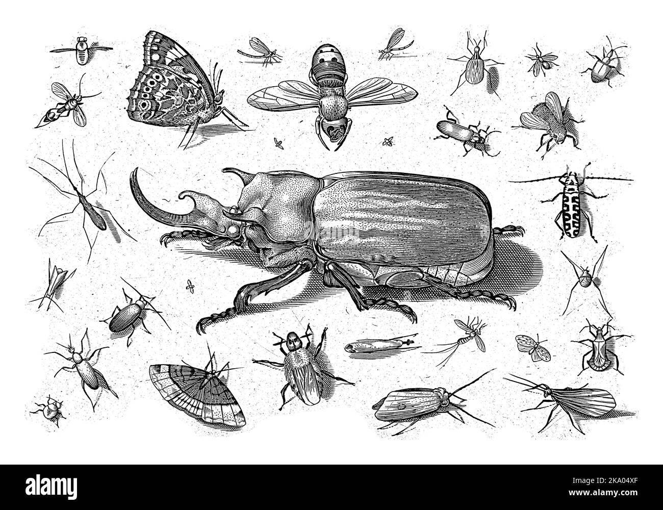 Middle beetle Cut Out Stock Images & Pictures - Alamy