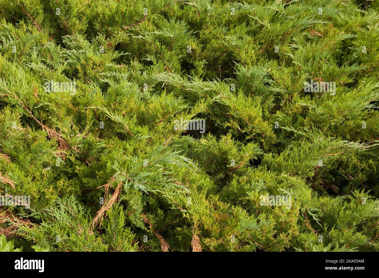coniferous background: lush green juniper bushes Stock Photo - Alamy