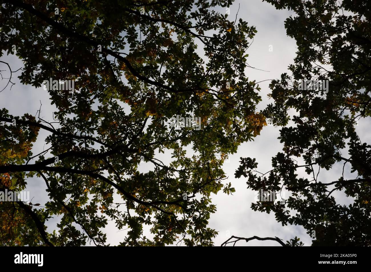 tree branches with leaves against a dusky sky Stock Photo - Alamy