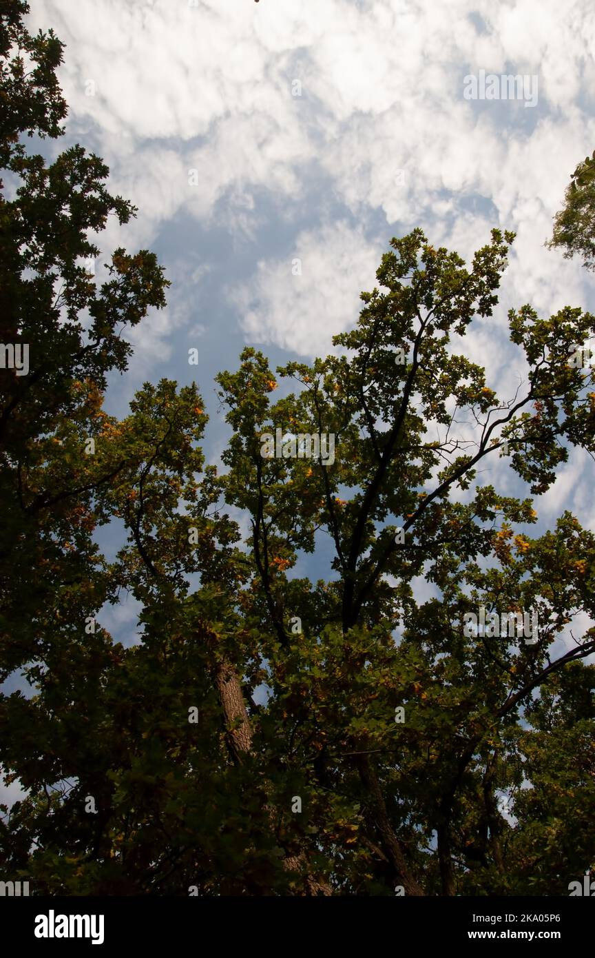 Early autumn background: trees with autumn leaves against the sky Stock ...