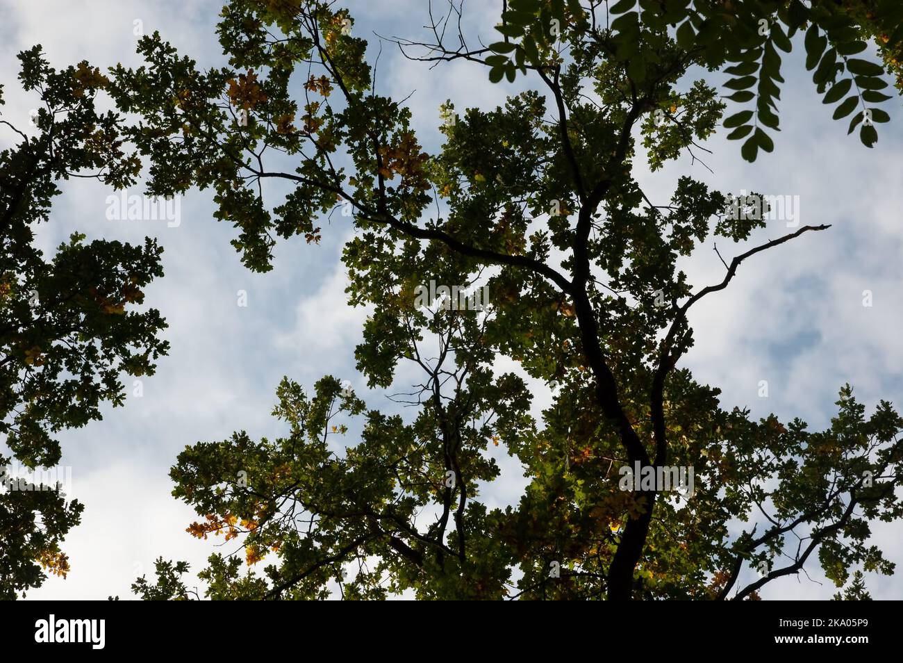 tree branches with leaves against a dusky sky Stock Photo - Alamy