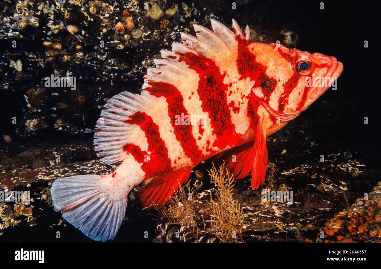 Tiger Rockfish