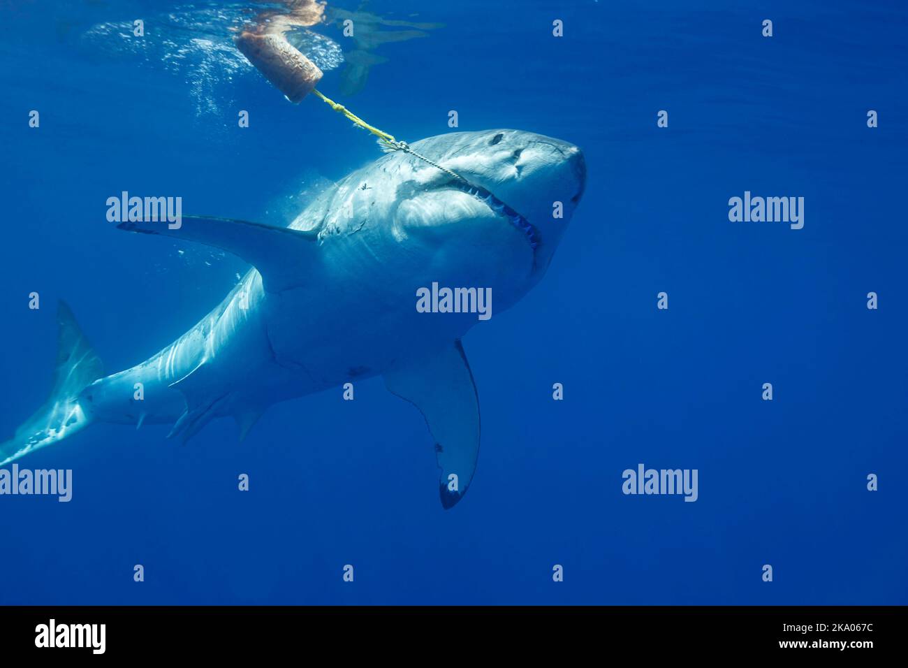 This great white shark, Carcharodon carcharias, was photographed biting ...