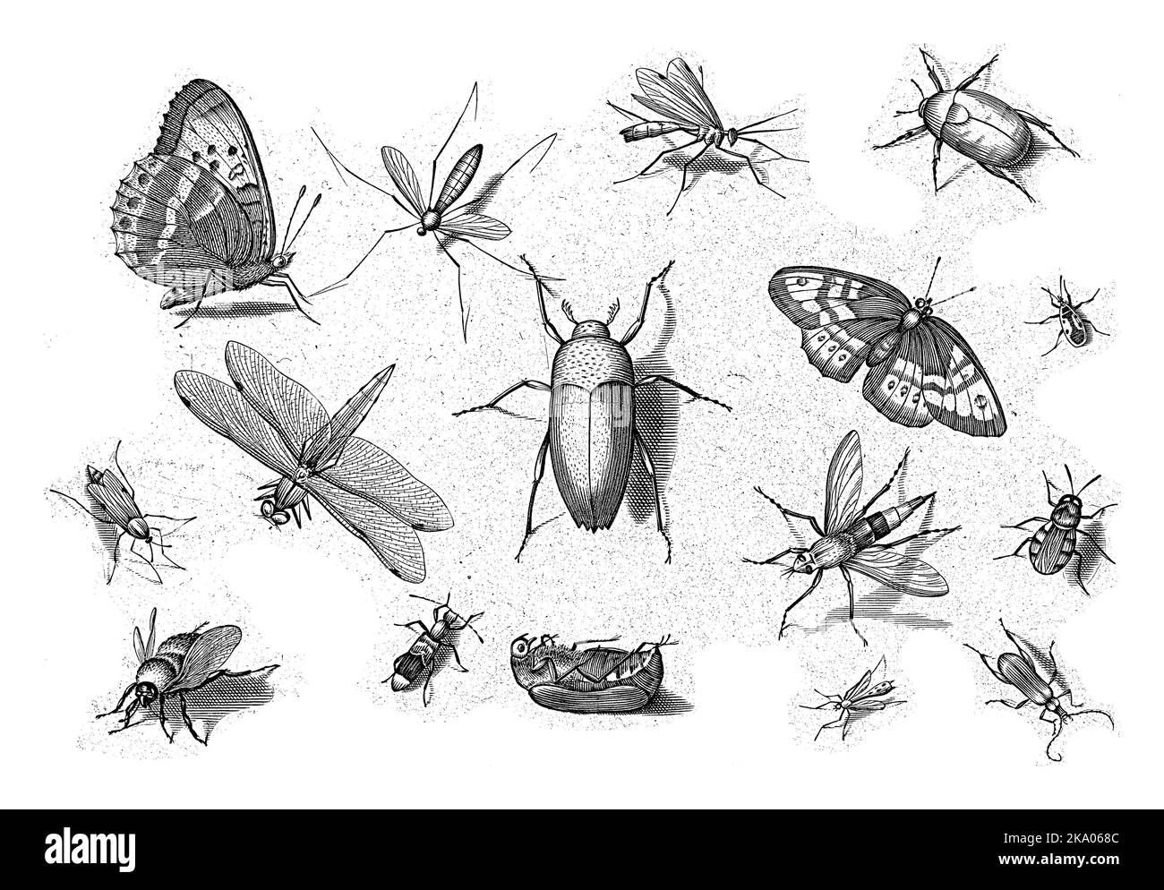 Different insects with a beetle in the middle Stock Photo - Alamy