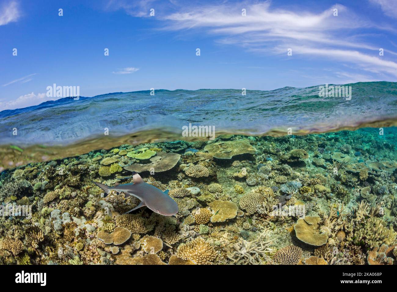 Half above, half below scene with a coral reef and blacktip reef shark ...
