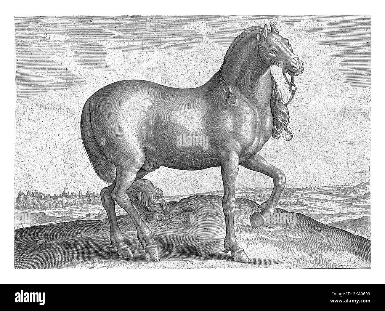 A Sicilian horse, in profile. The print has a Latin caption and is part ... A Sicilian horse, in profile. The print has a Latin caption and is part ...