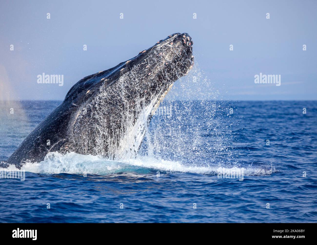 This male humpback whale, Megaptera novaeangliae, has stopped abruptly ...