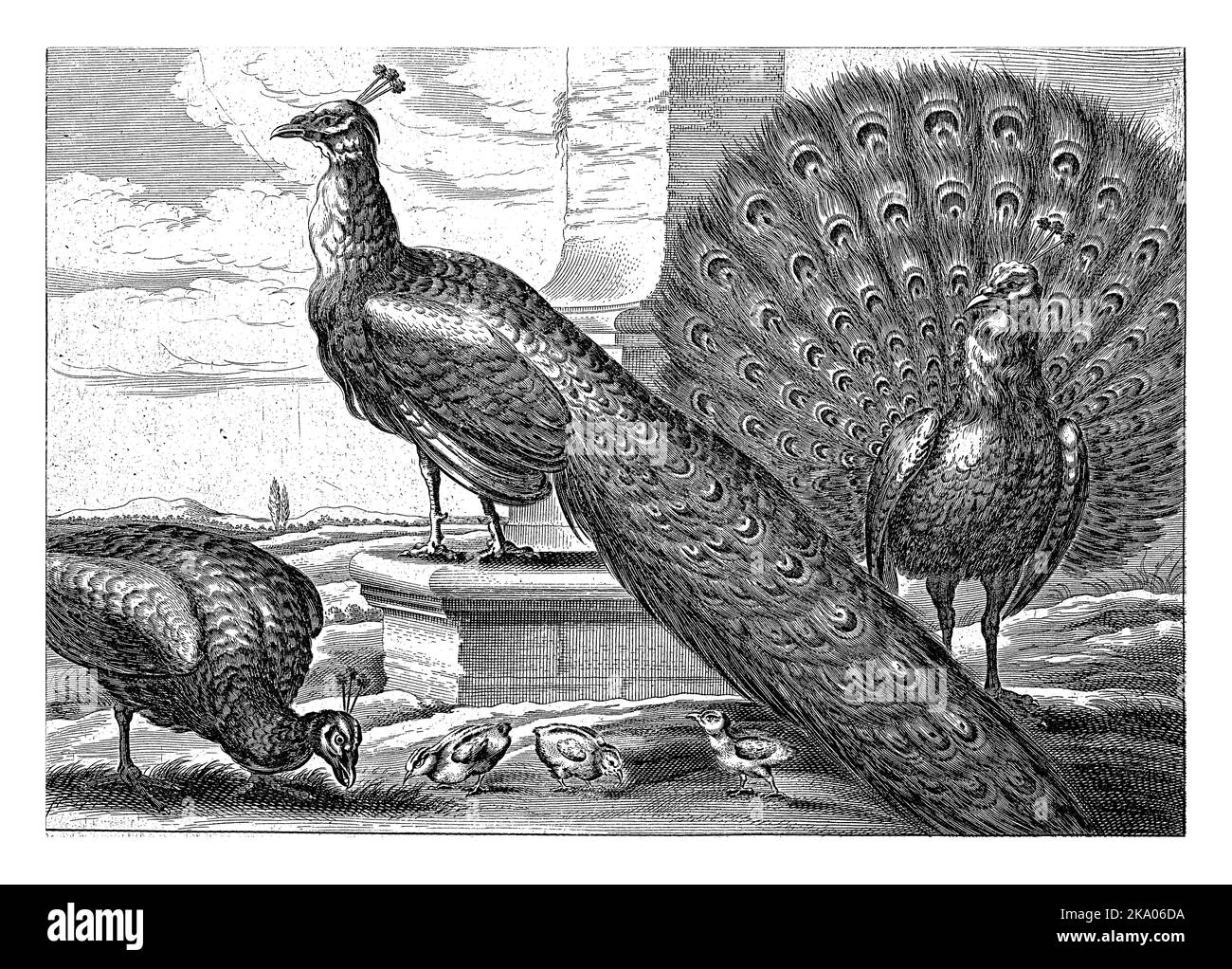 Two peacocks, including one with stuffed feathers, and three peacock ...