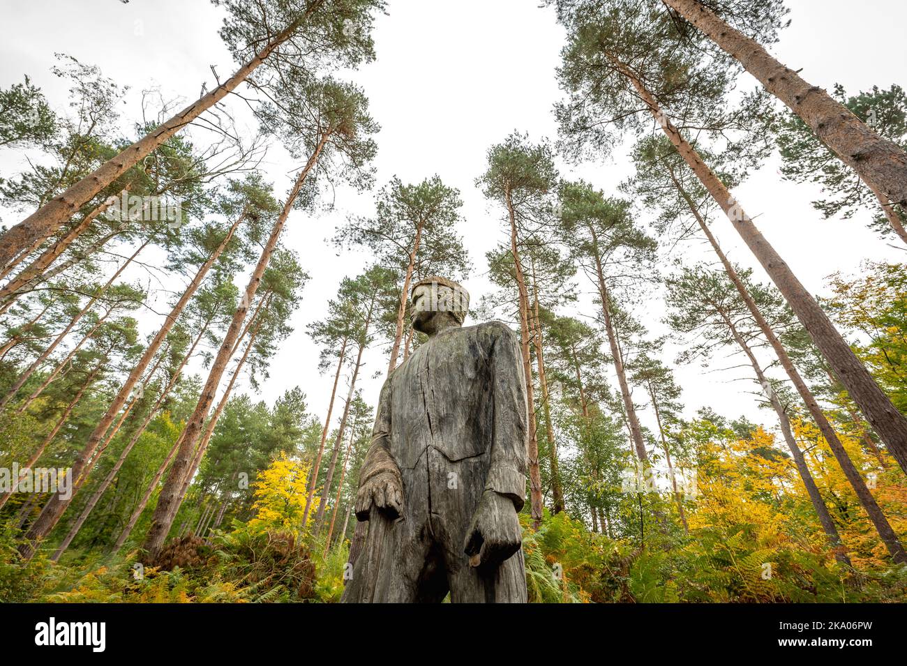Old man in the woods hi-res stock photography and images - Alamy