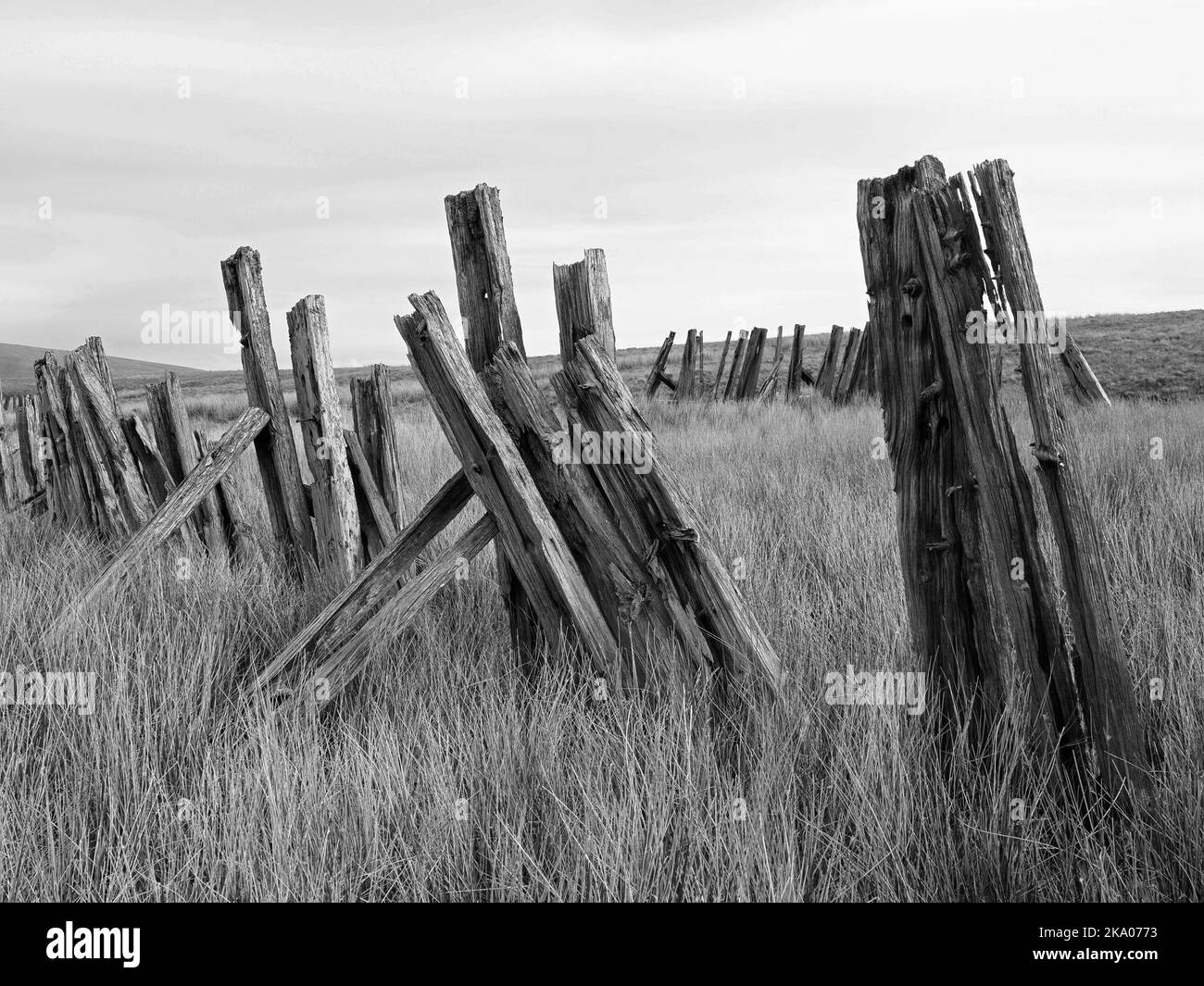 bleak Pennine landscape - weathered upland timber snow-break sleeper ...