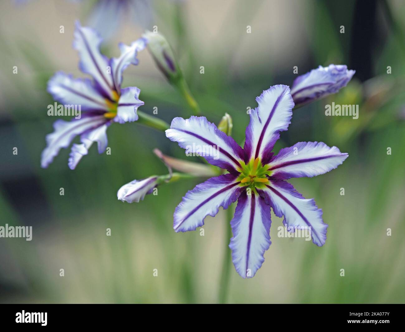 exotic purple blue white textured flowers of Spring bulb in dreamy ...