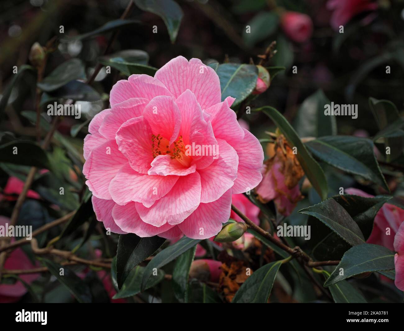 subtle pink petals of Camellia Japonica flower Surrey, England, UK ...