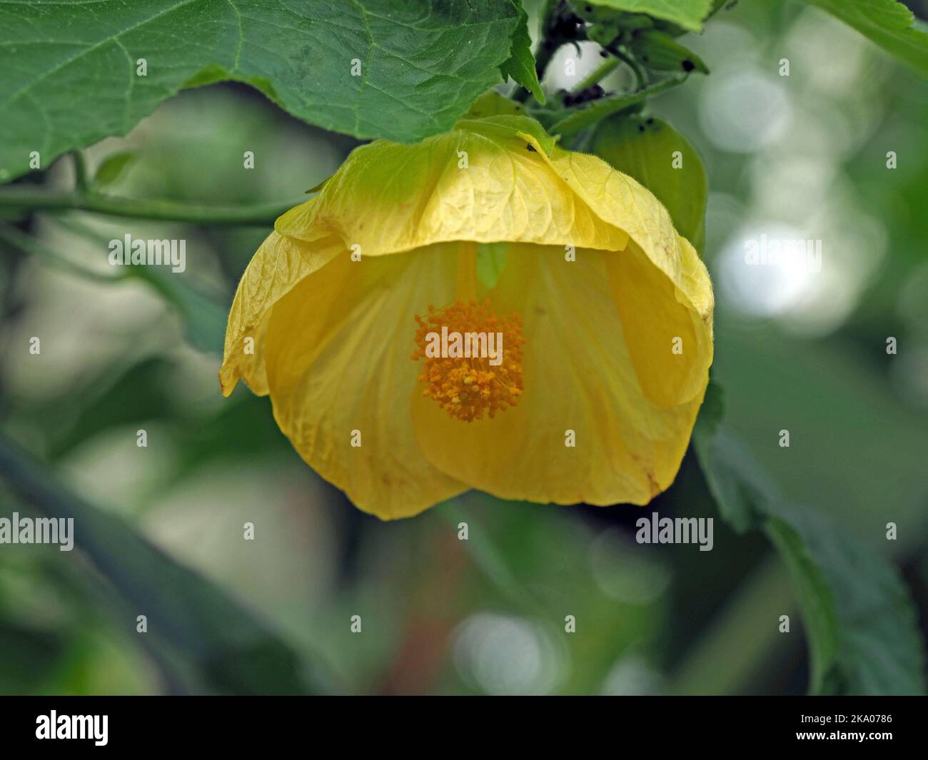 flower of exotic ornamental plant Abutilon pitcairnense Yellow fatu at ...