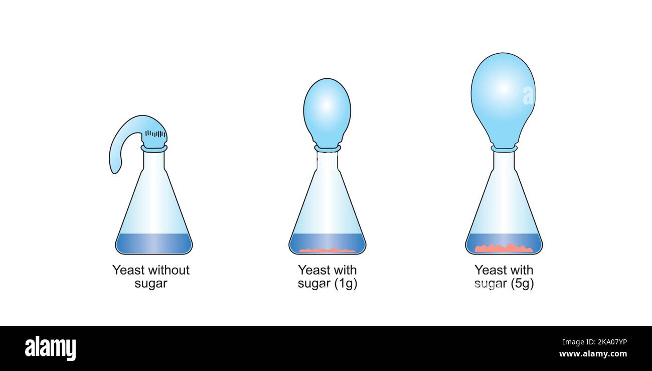 Scientific Designing of Yeast Respiration Experiment. Colorful Symbols ...