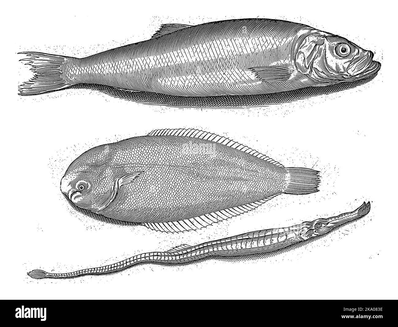 Herring, sole and pipefish, inscriptions identify the fish in Latin and ...