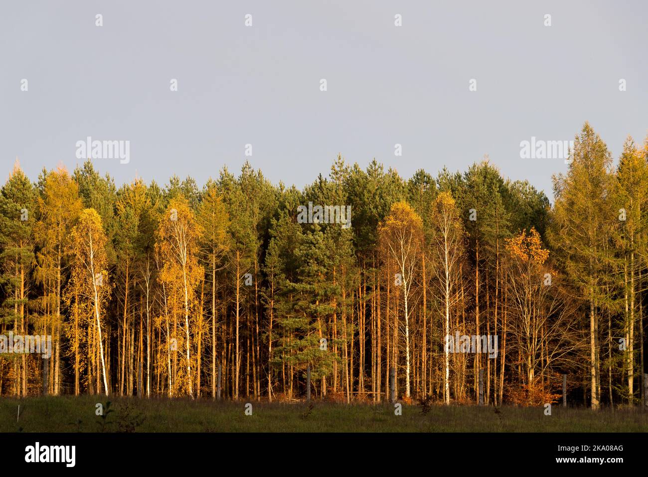 Mirachowo forest hi-res stock photography and images - Alamy