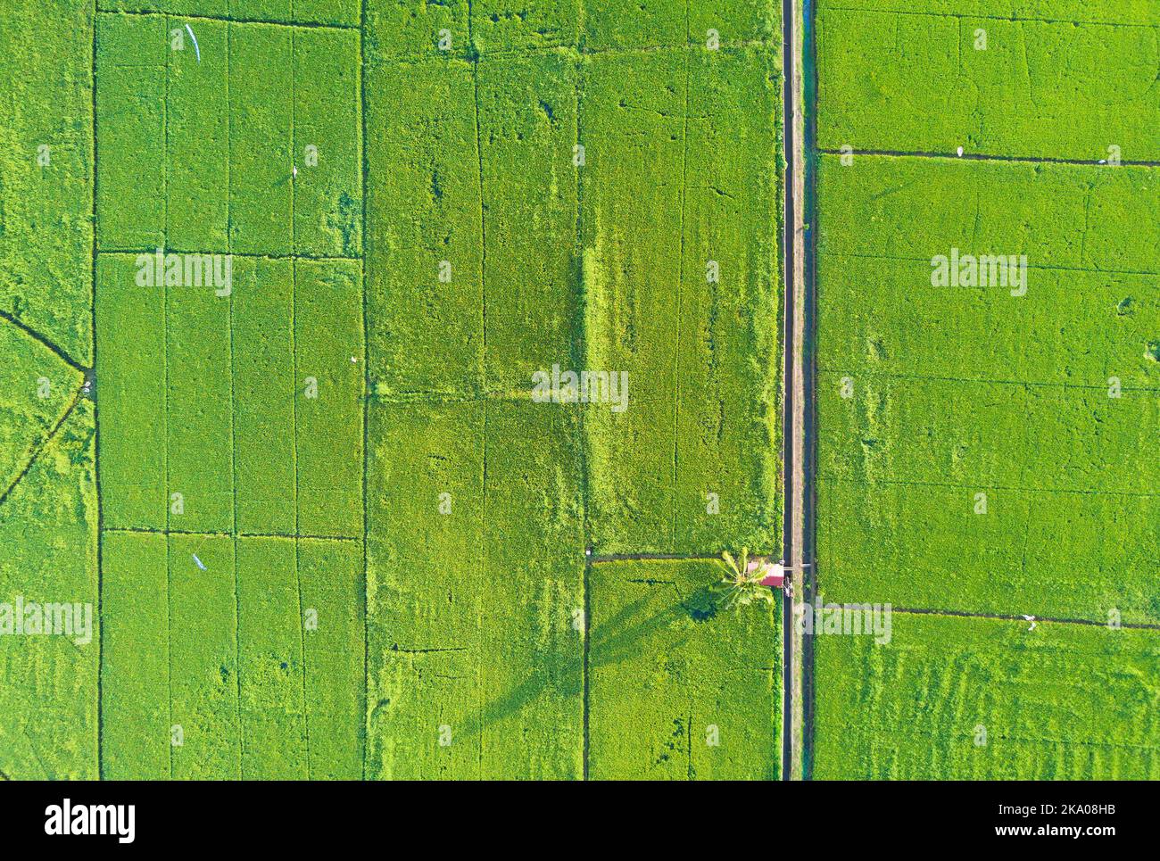 arial view of green paddy field on east asia during sunrise Stock Photo ...