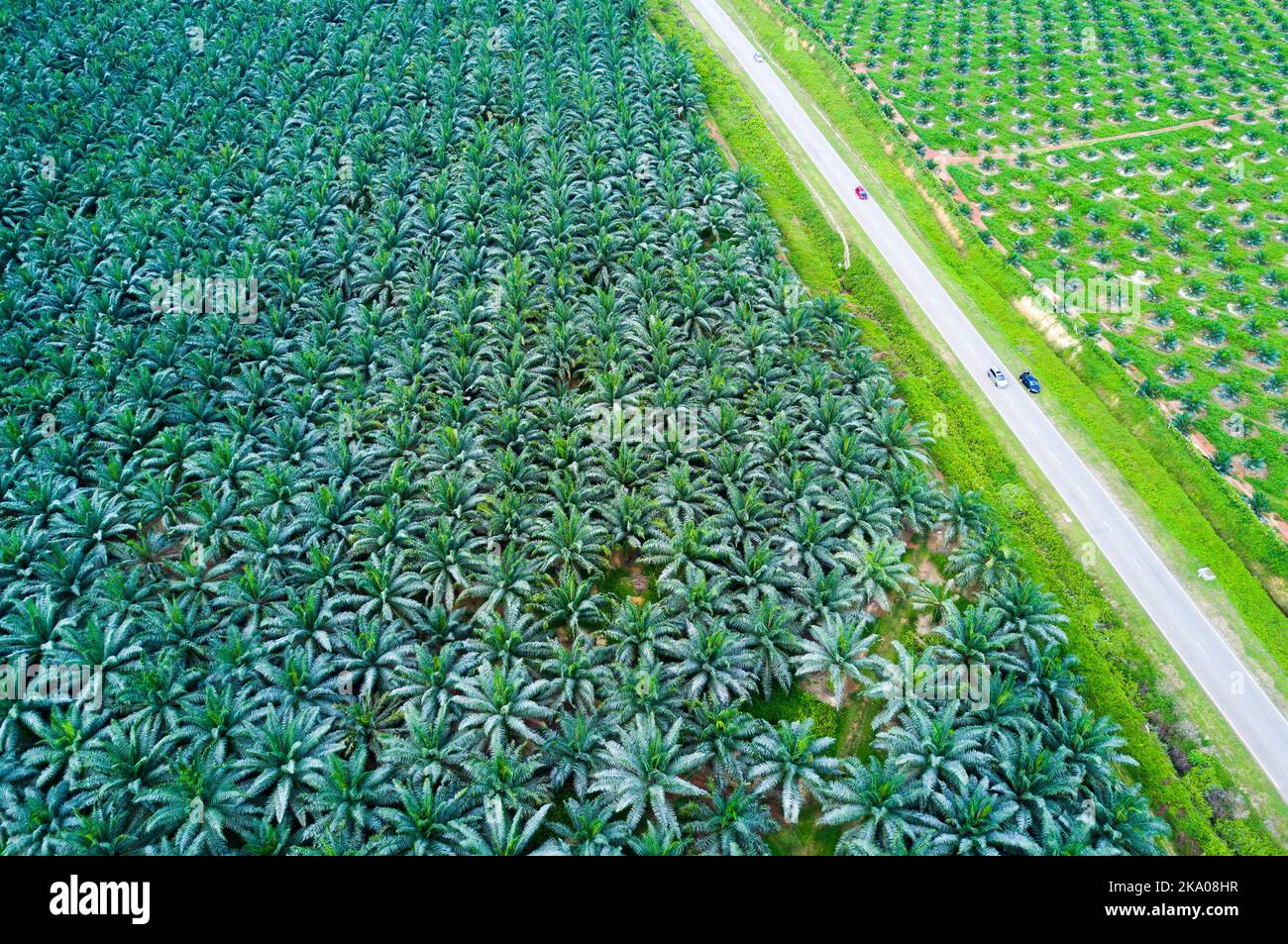 Arial view of oil palm plantation on east Asia Stock Photo - Alamy