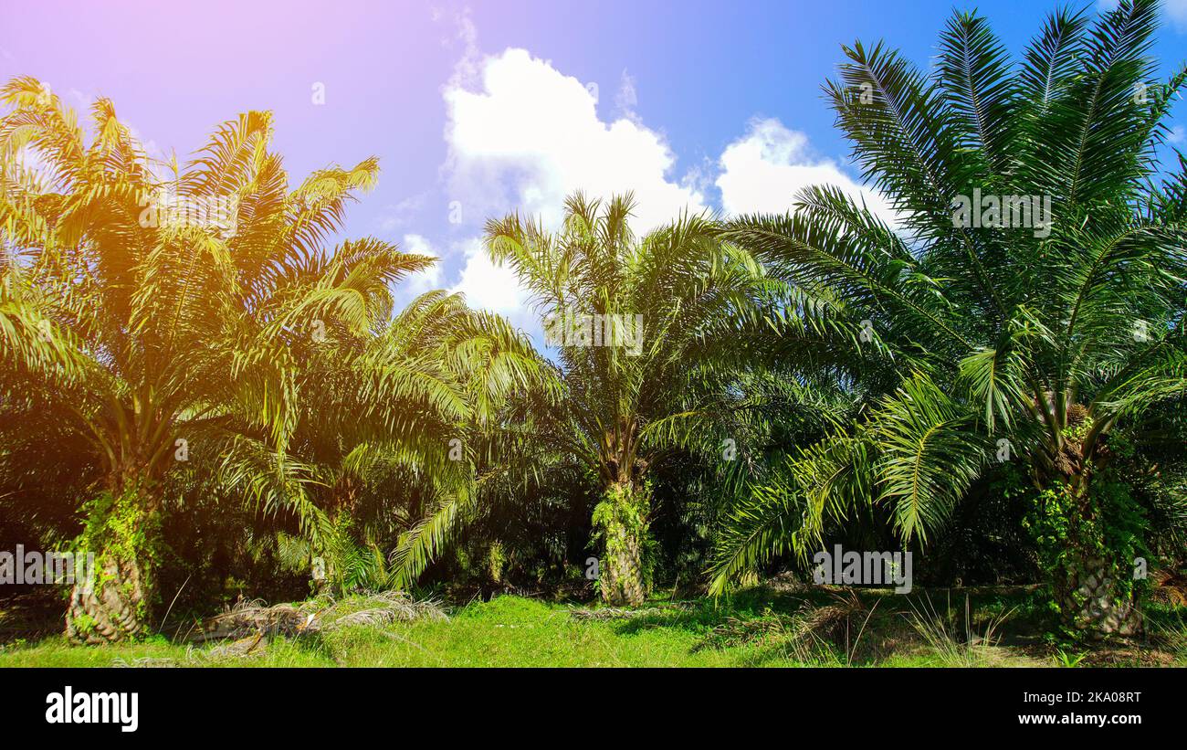Beautiful formation of palm tree under deep blue sky Stock Photo - Alamy