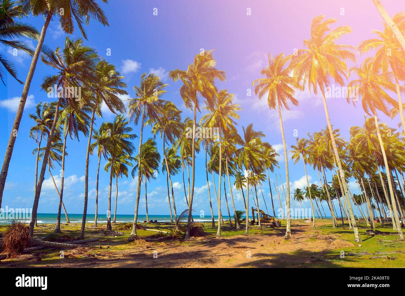 Beautiful Formation of Coconut trees at the beach of south china sea ...