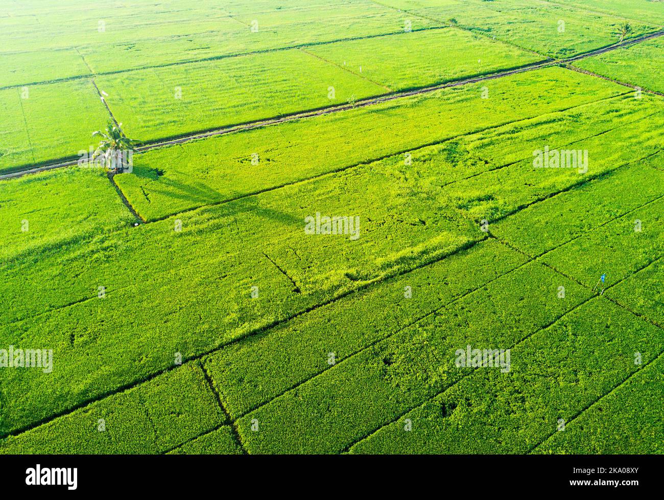 arial view of green paddy field on east asia during sunrise Stock Photo ...
