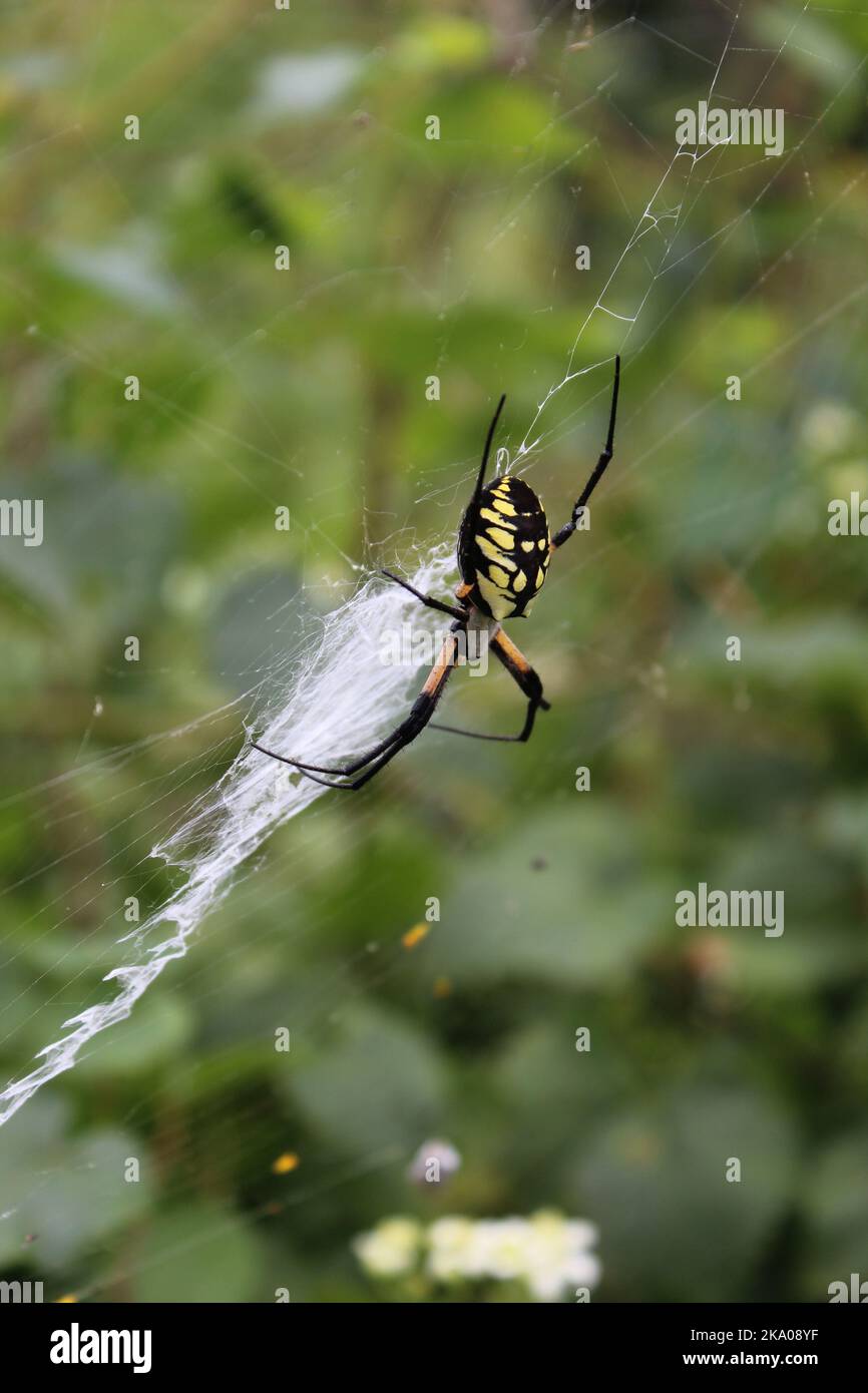 A yellow and black garden spider, often known as a writing spider for ...