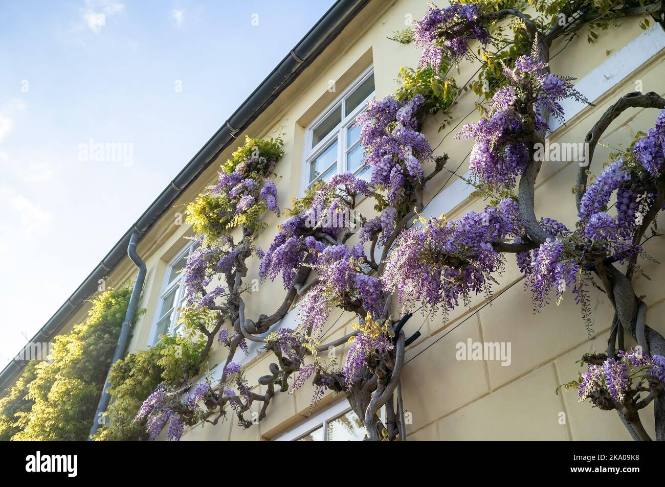 Wisteria with purple flowers on the facade of the building. Climbing ...