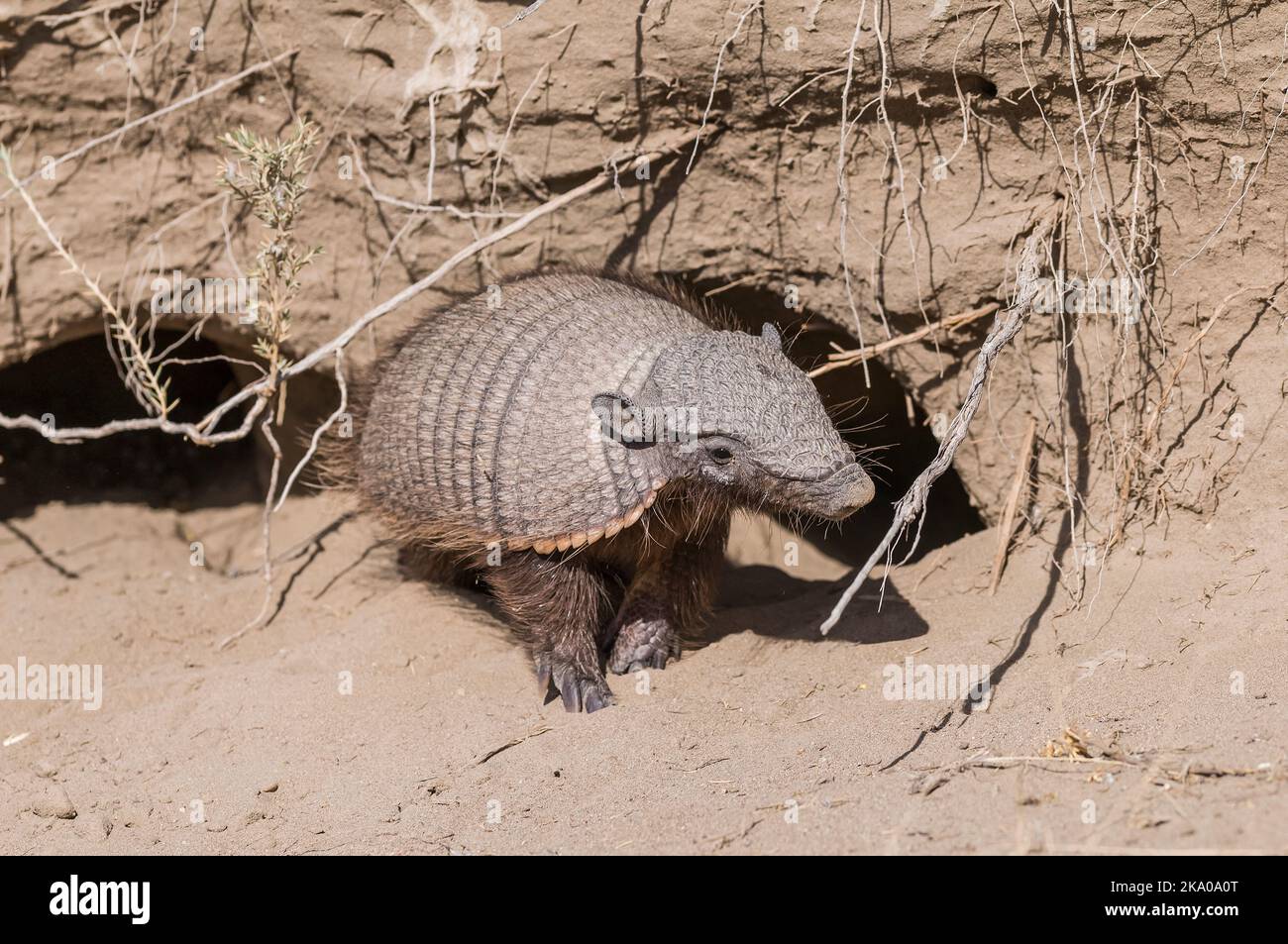 Hairy (Chaetophractus villosus) Peninsula Valdes – Chubut-Patagonia ...