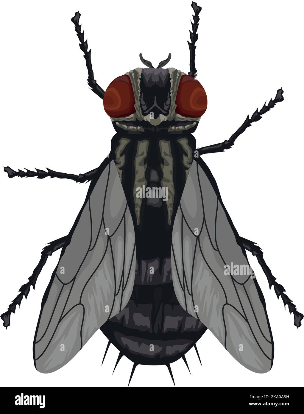 Homefly Stock Vector Images - Alamy