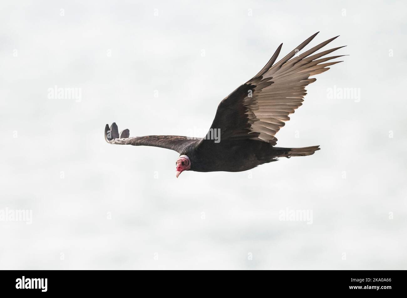 Red headed turkey vulture hi-res stock photography and images - Alamy