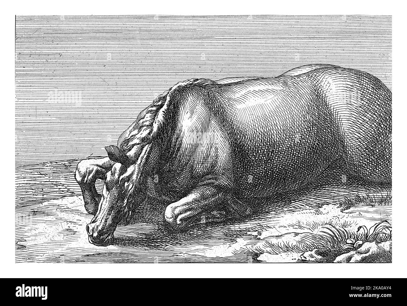 Left horse Cut Out Stock Images & Pictures - Alamy