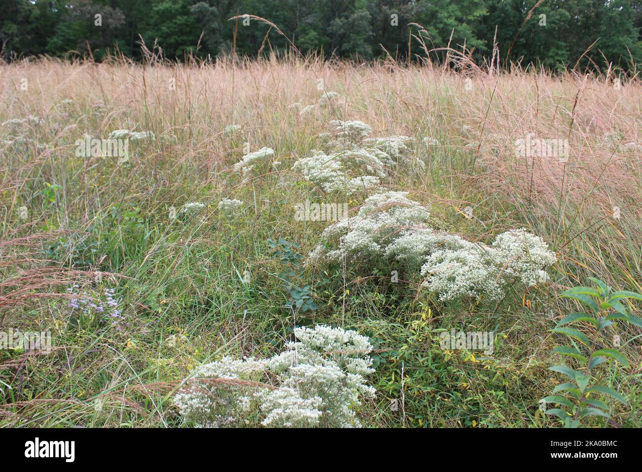 Weedy field hi-res stock photography and images - Alamy