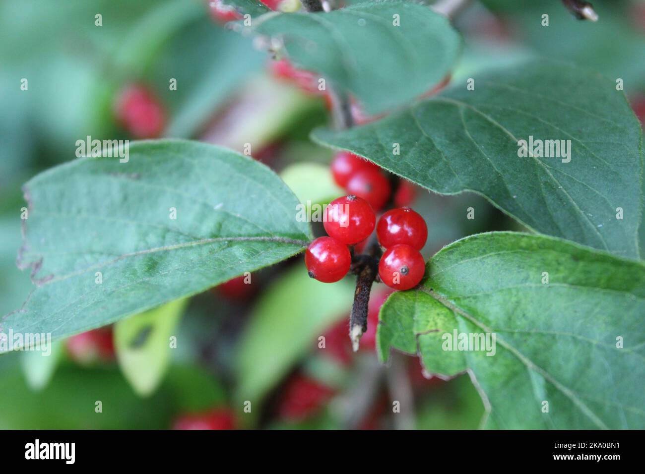 red berries on a plant Stock Photo - Alamy