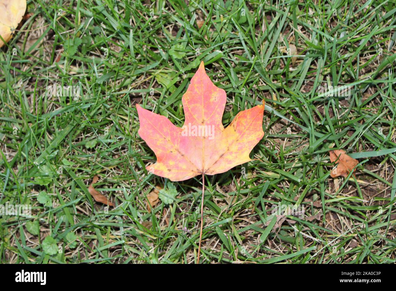 red maple leaf Stock Photo - Alamy
