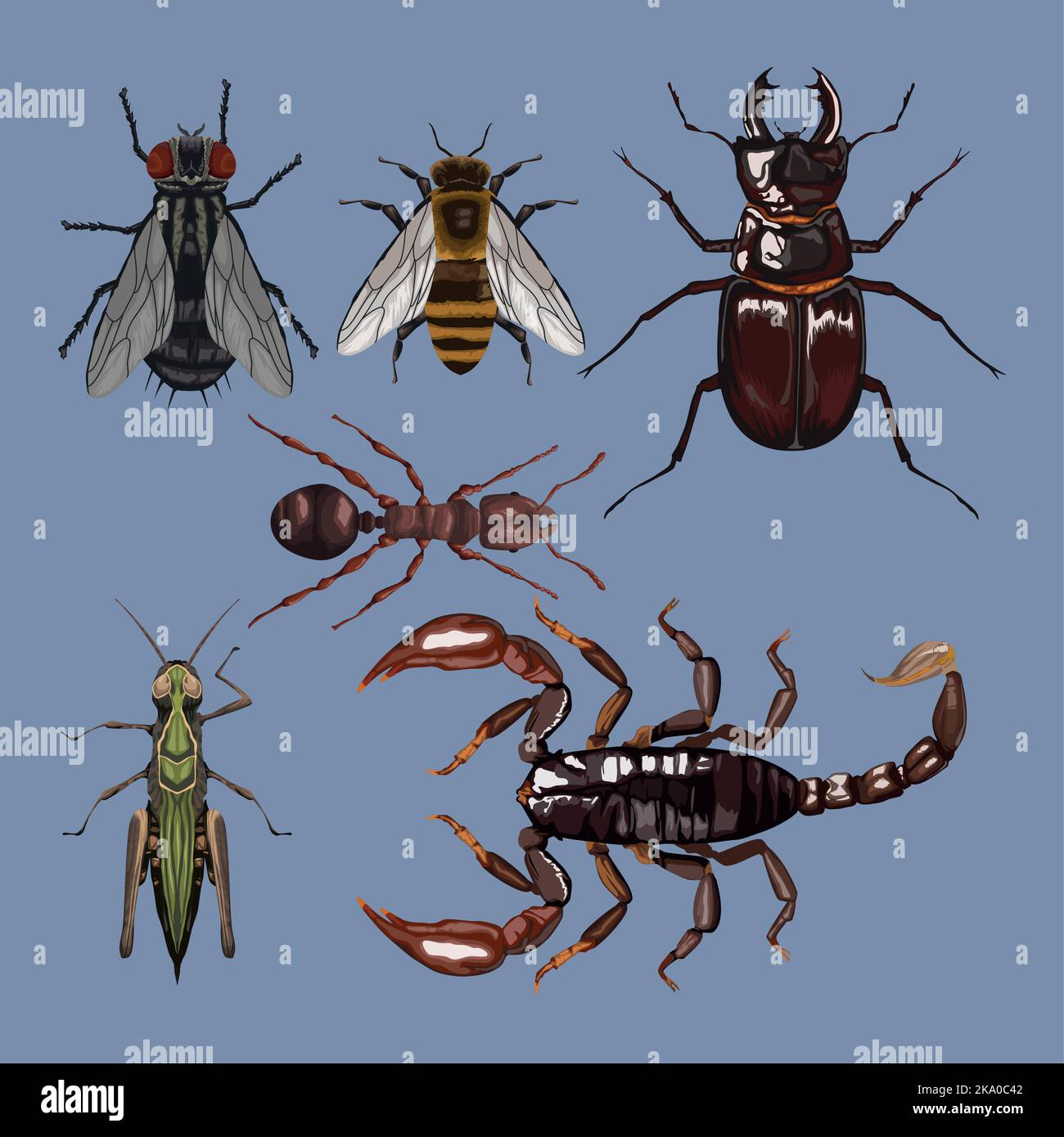 Six insects Stock Vector Images - Alamy