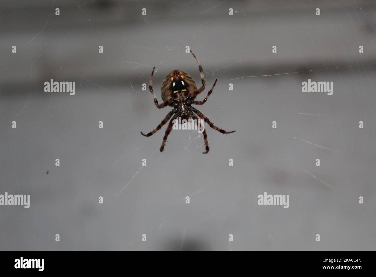Barn spider hi-res stock photography and images - Alamy