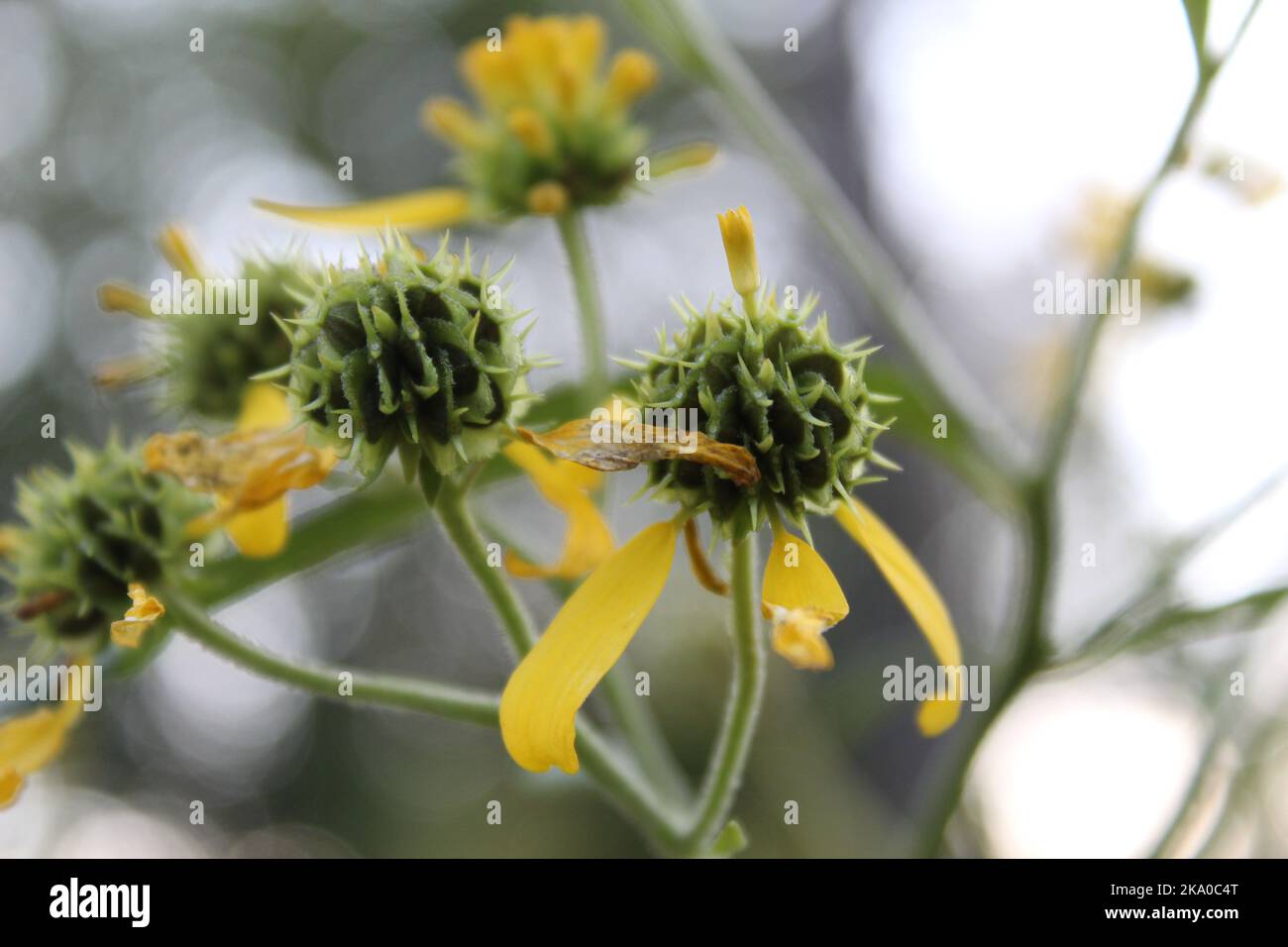 Wingstem flowers late fall Stock Photo - Alamy
