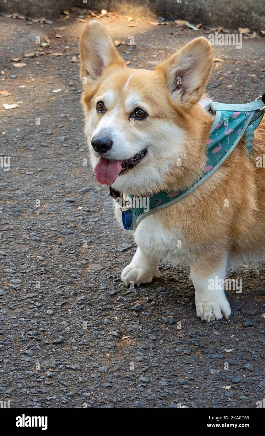 Corgi on a leash hi-res stock photography and images - Alamy