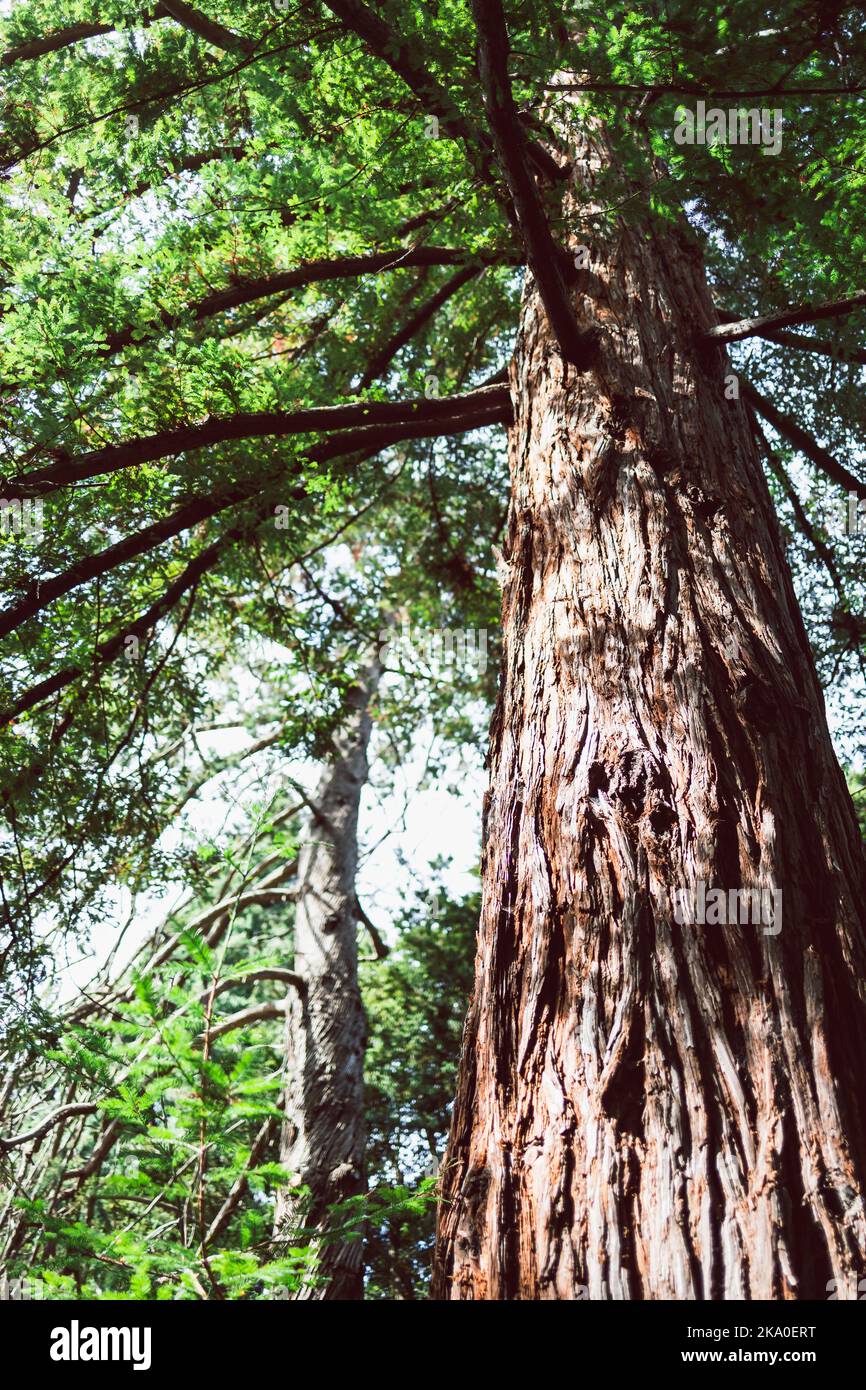 giant pine tree with beautiful foliage shot from below Stock Photo - Alamy