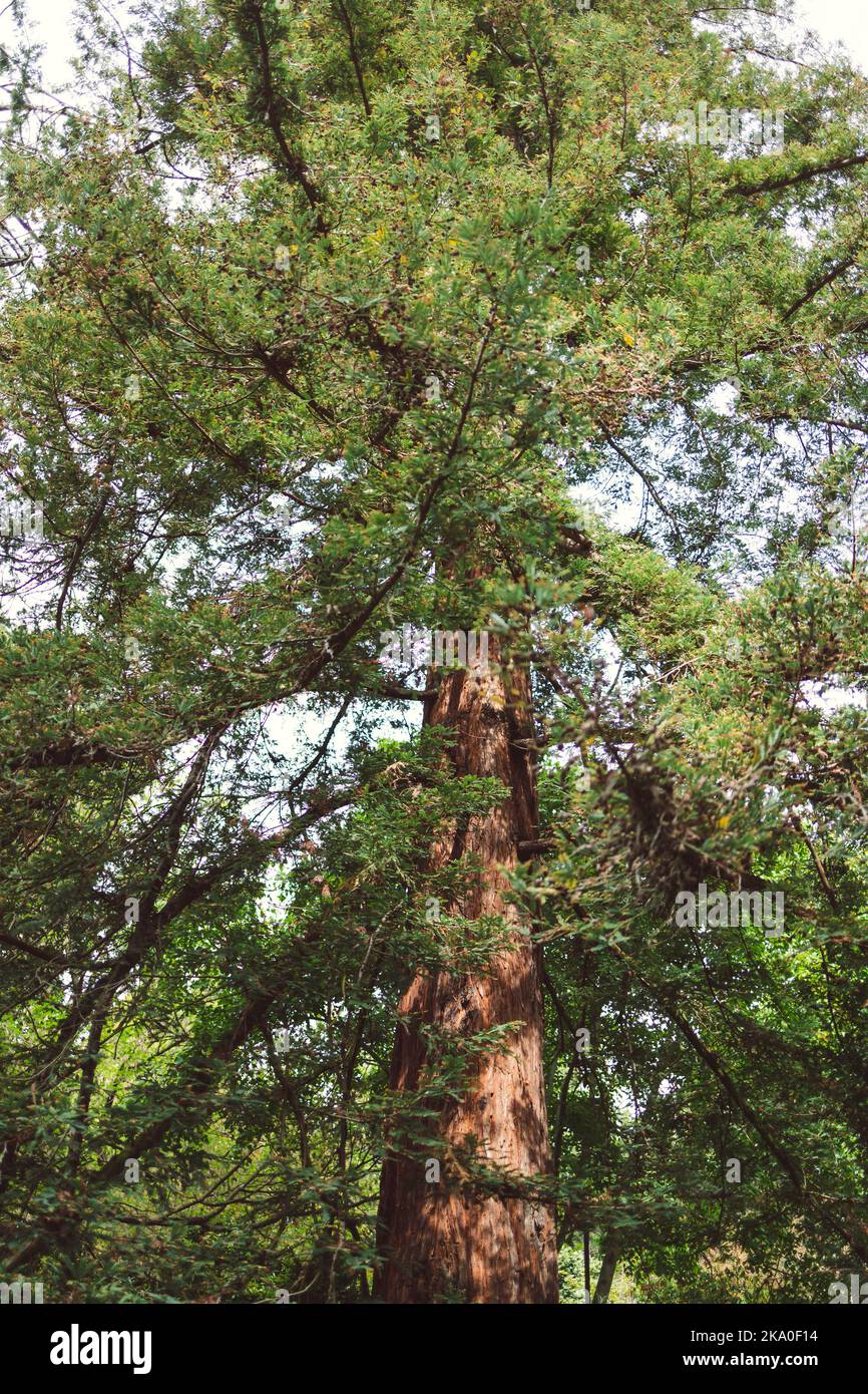giant pine tree with beautiful foliage shot from below Stock Photo - Alamy