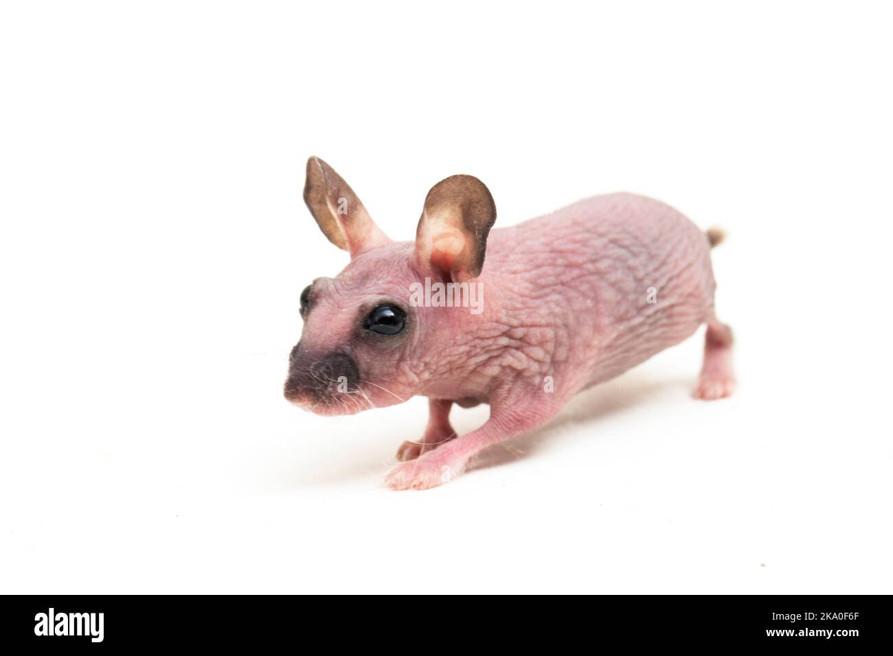 Cute dwarf Hairless hamster isolated on white background Stock Photo - Alamy