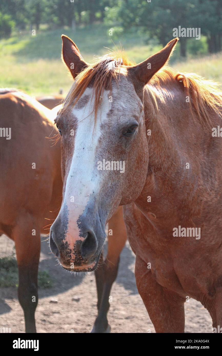 This is an old cow horse that still works. His name is Chief and he is ...