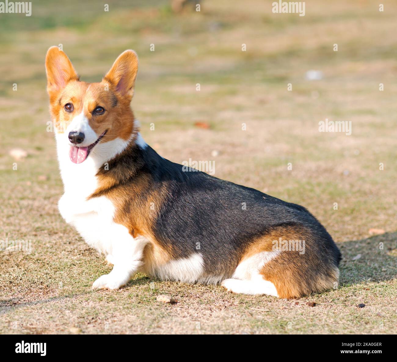 Welsh Corgi Pembroke Stock Photo - Alamy