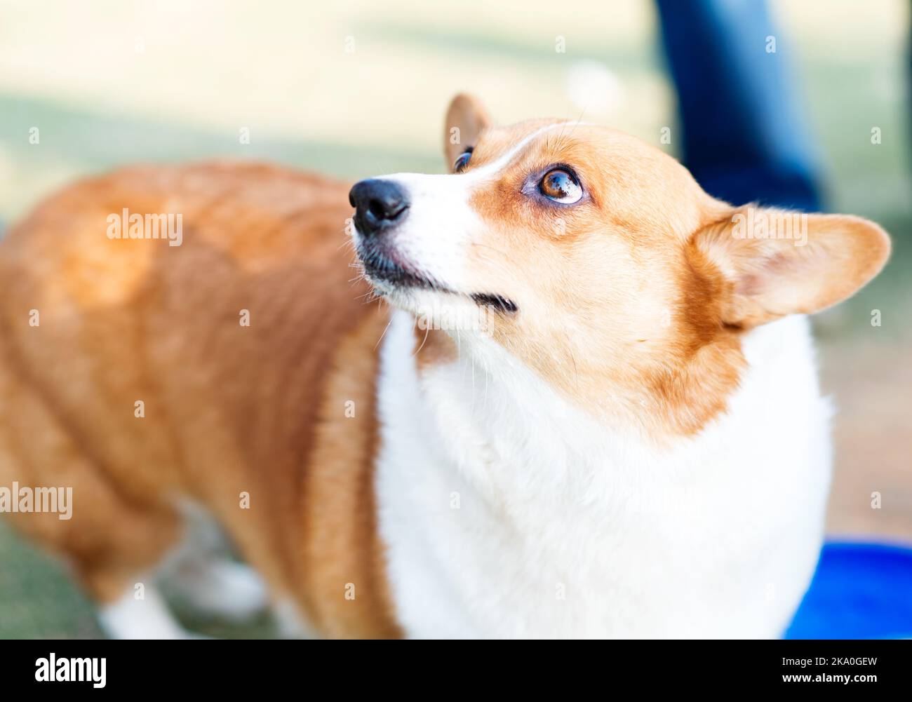Welsh Corgi Pembroke Stock Photo - Alamy