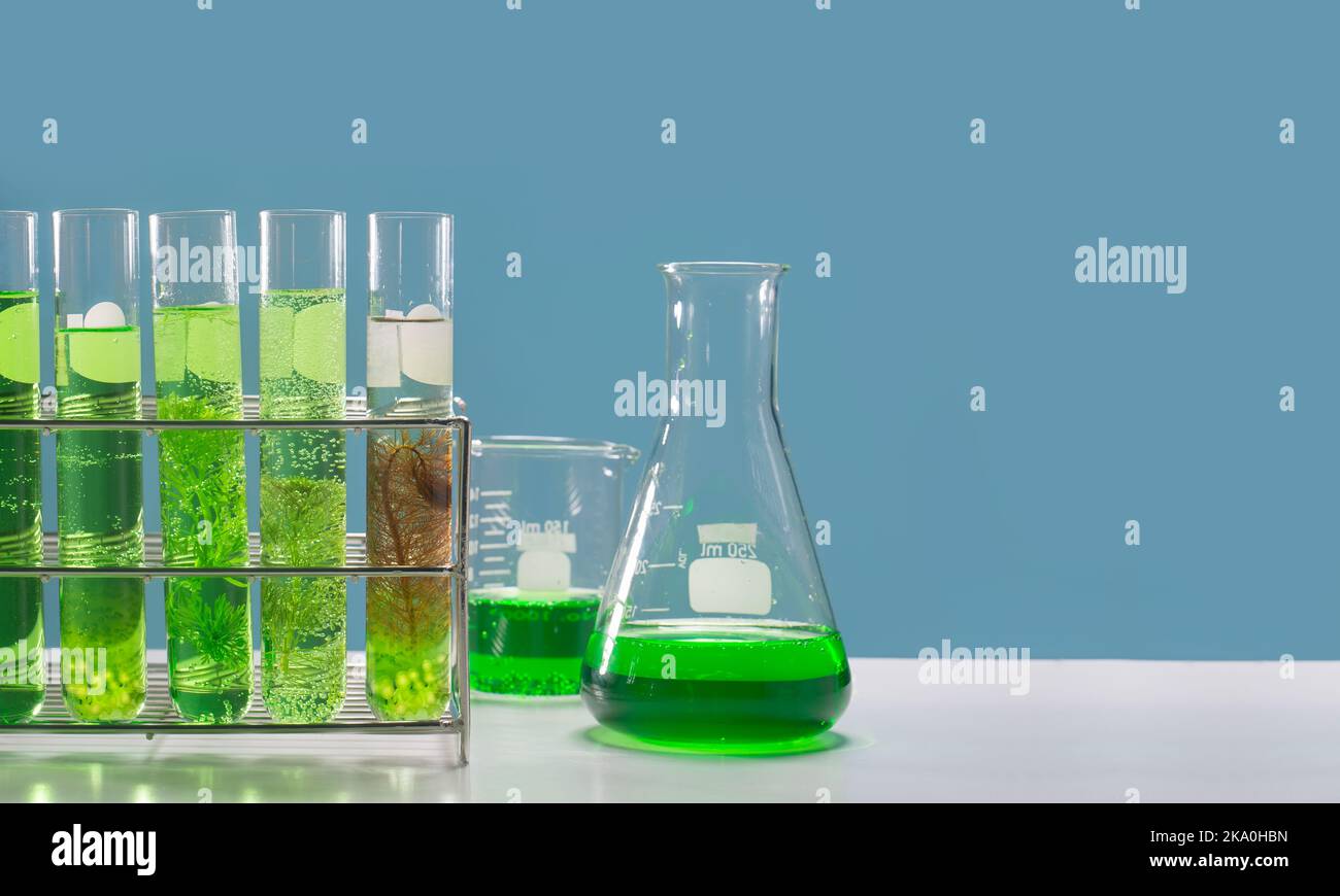 Algae fuel biofuel industry lab researching for alternative to fossil ...
