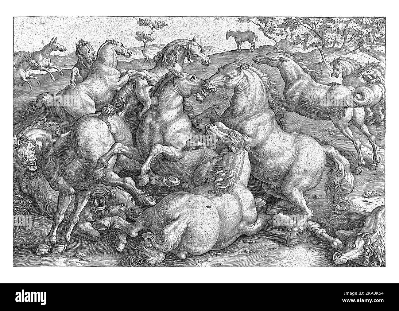 Twelve horses engaged in a ferocious fight. In the background on the ...