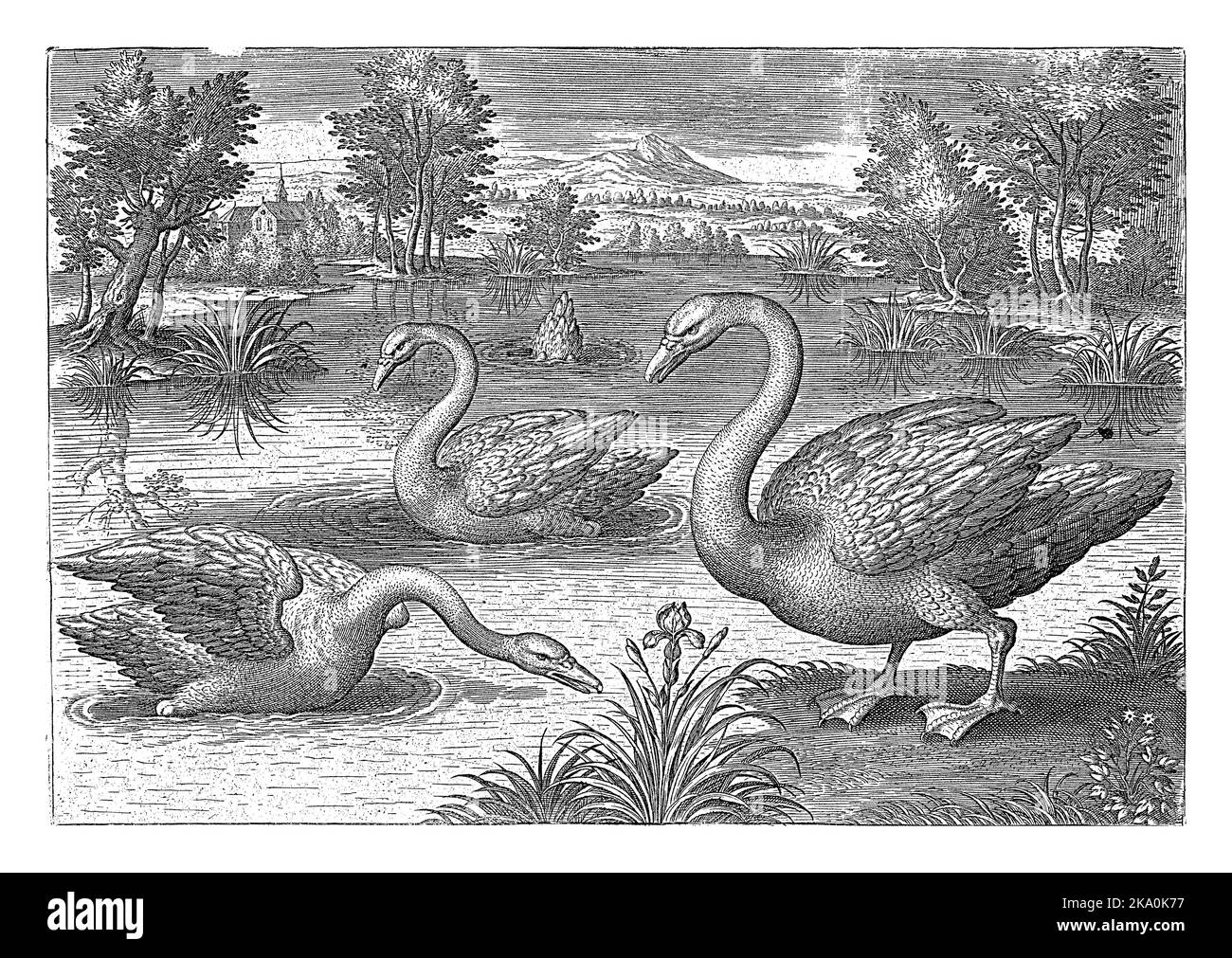 Three swans in a pond. In the background a landscape. The print is part ...