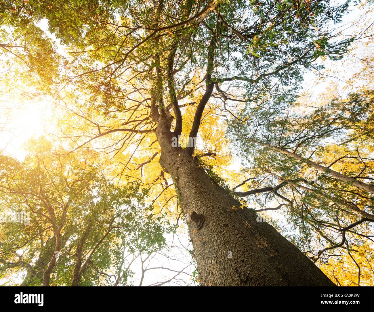 The warm spring sun shining through the canopy of tall trees Stock ...